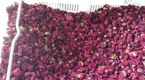 Flower Dehydration - Baixin