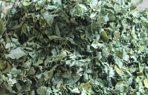 Moringa Leaves Dehydration - Baixin