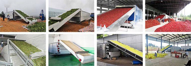 Moringa Leaves Dryer - Baixin