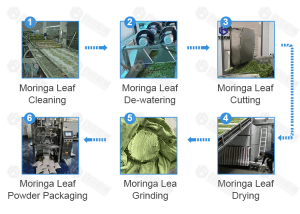 Moringa Leaf Processing Line - Baixin